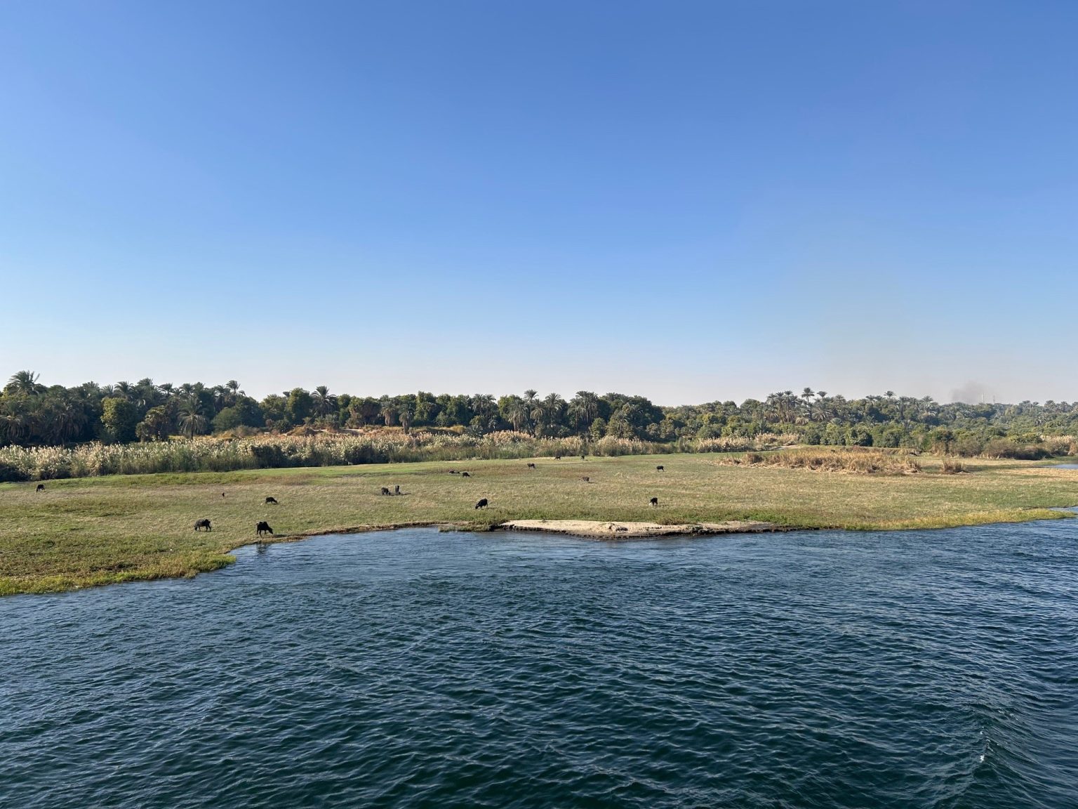 nile buffalo | Egypt Escapes